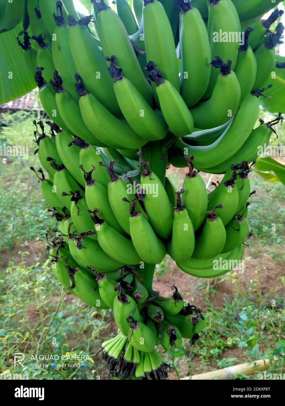 Vertical closeup shot of young green bananas hanging in the tree Stock ...