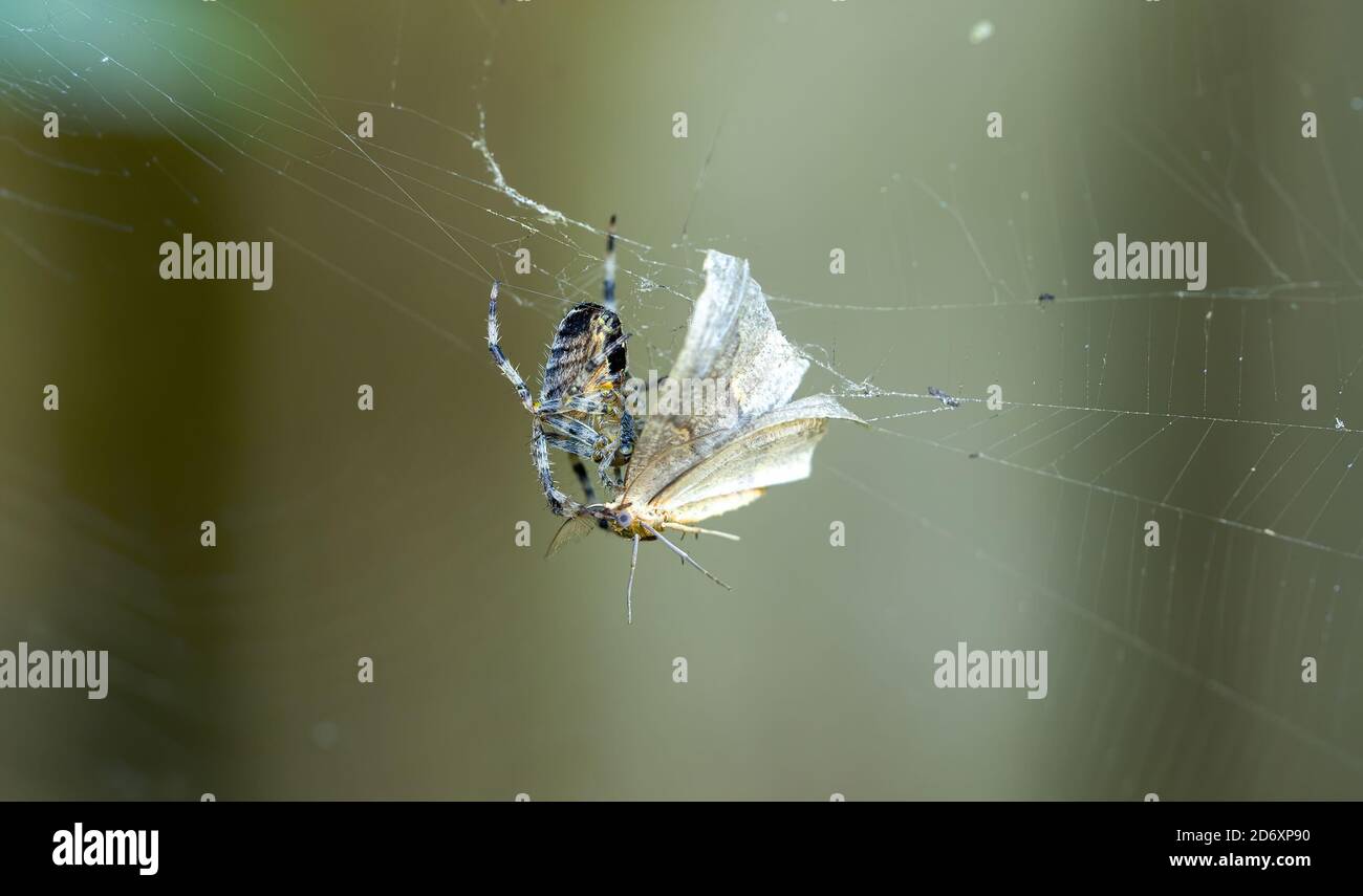 Macro shot of a spider catches a small moth on its web Stock Photo - Alamy