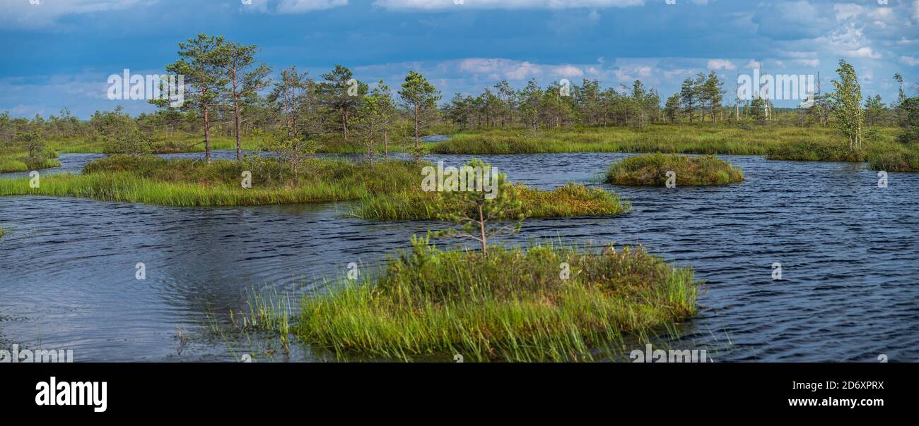 East European swamps. Ecological reserve. Belarus Stock Photo - Alamy