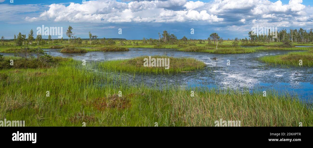 East European swamps. Ecological reserve. Belarus Stock Photo - Alamy