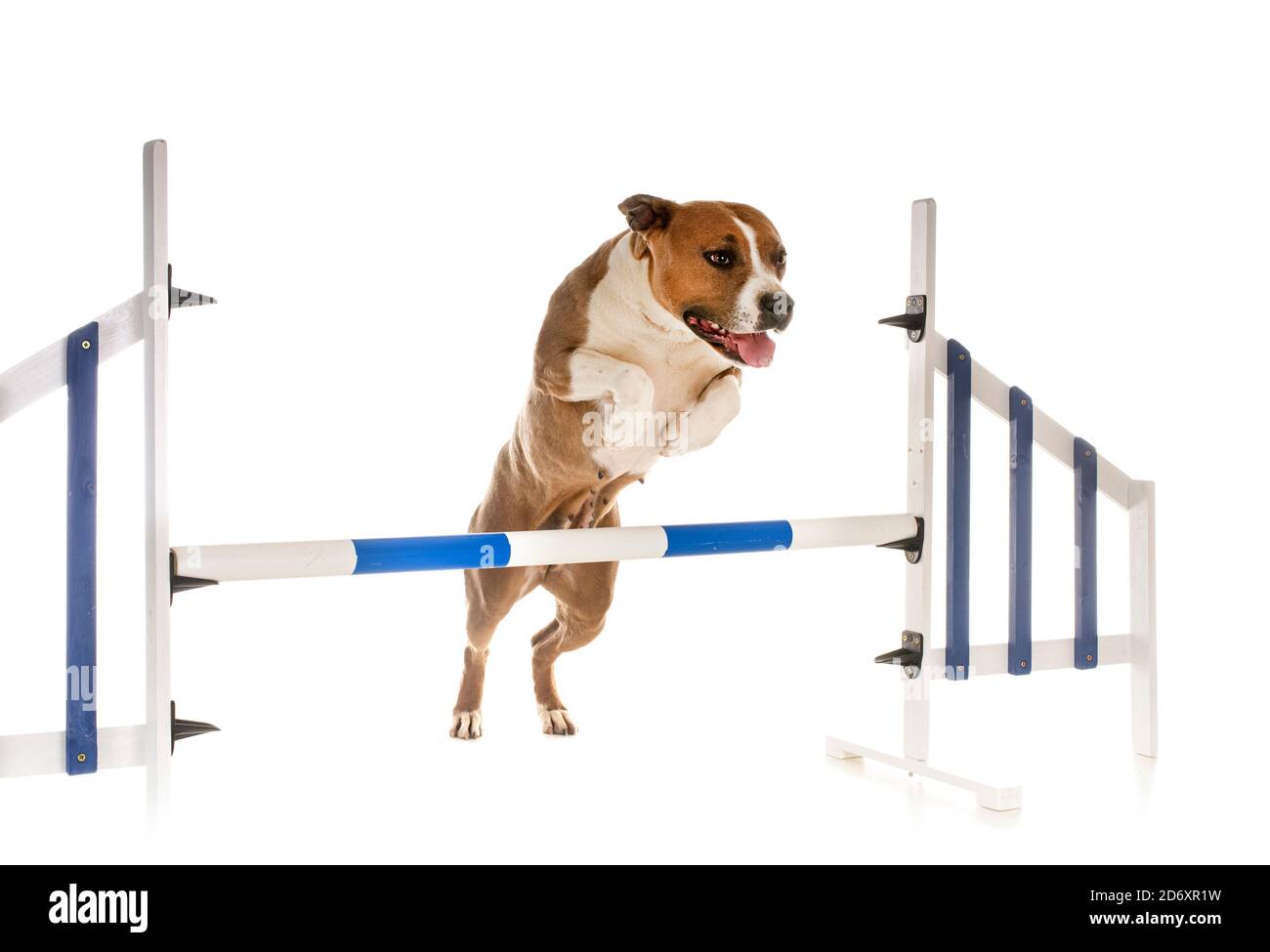 jumping american staffordshire terrier in front of white background ...