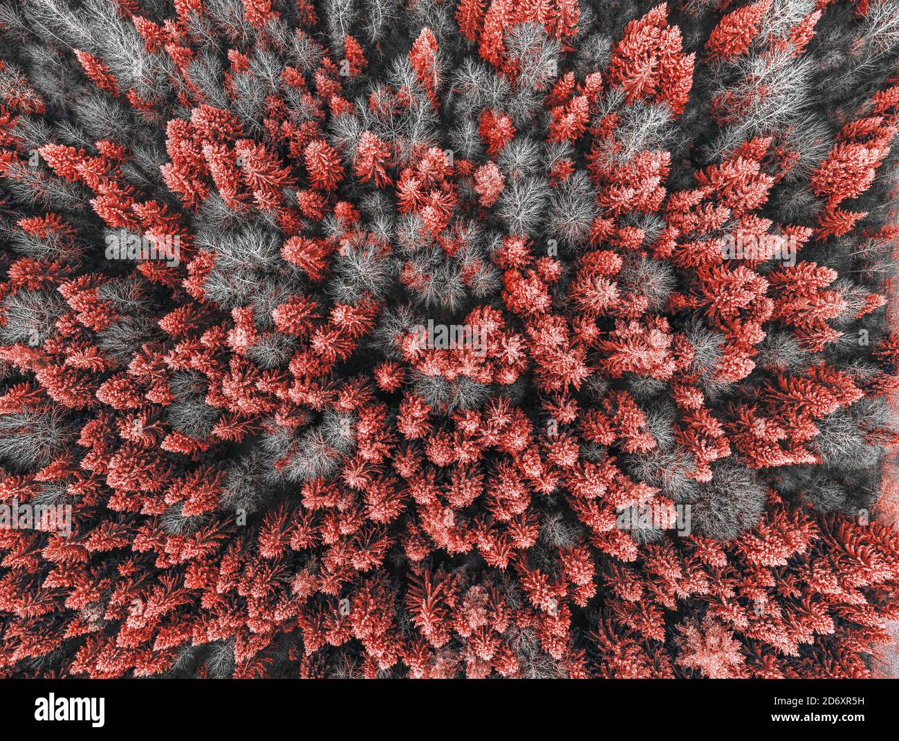 Infrared photo. late autumn in the forest. Shot on a drone Stock Photo ...