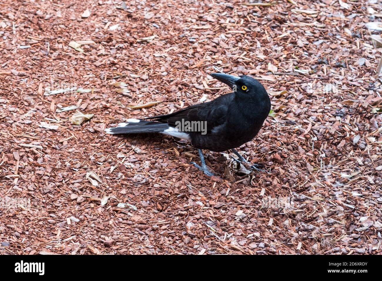 Sydney native birds hi-res stock photography and images - Alamy