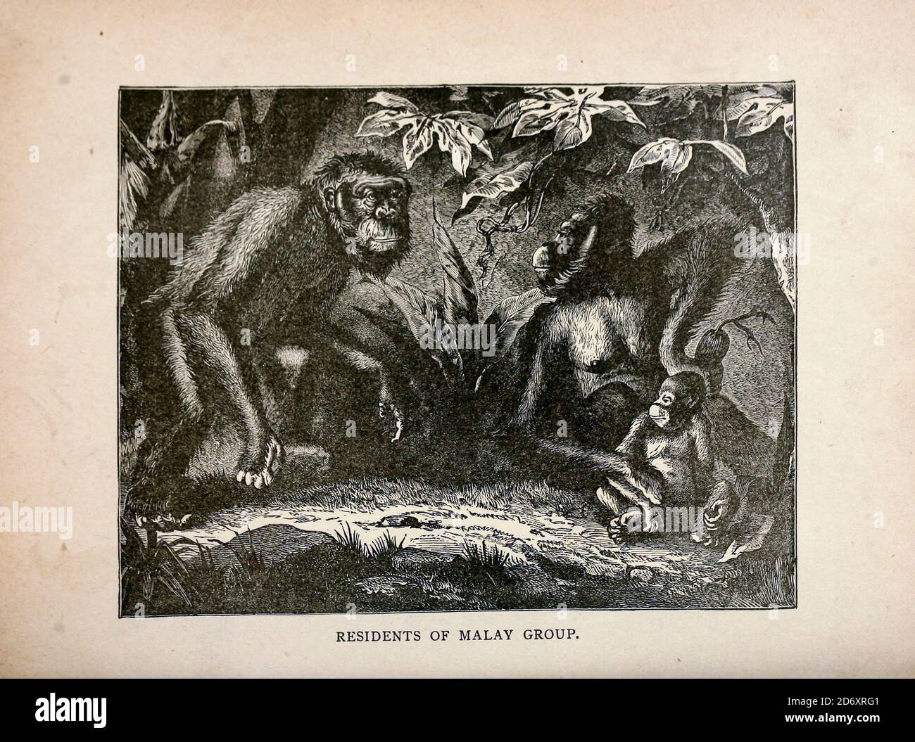 Genus pongo hi-res stock photography and images - Alamy