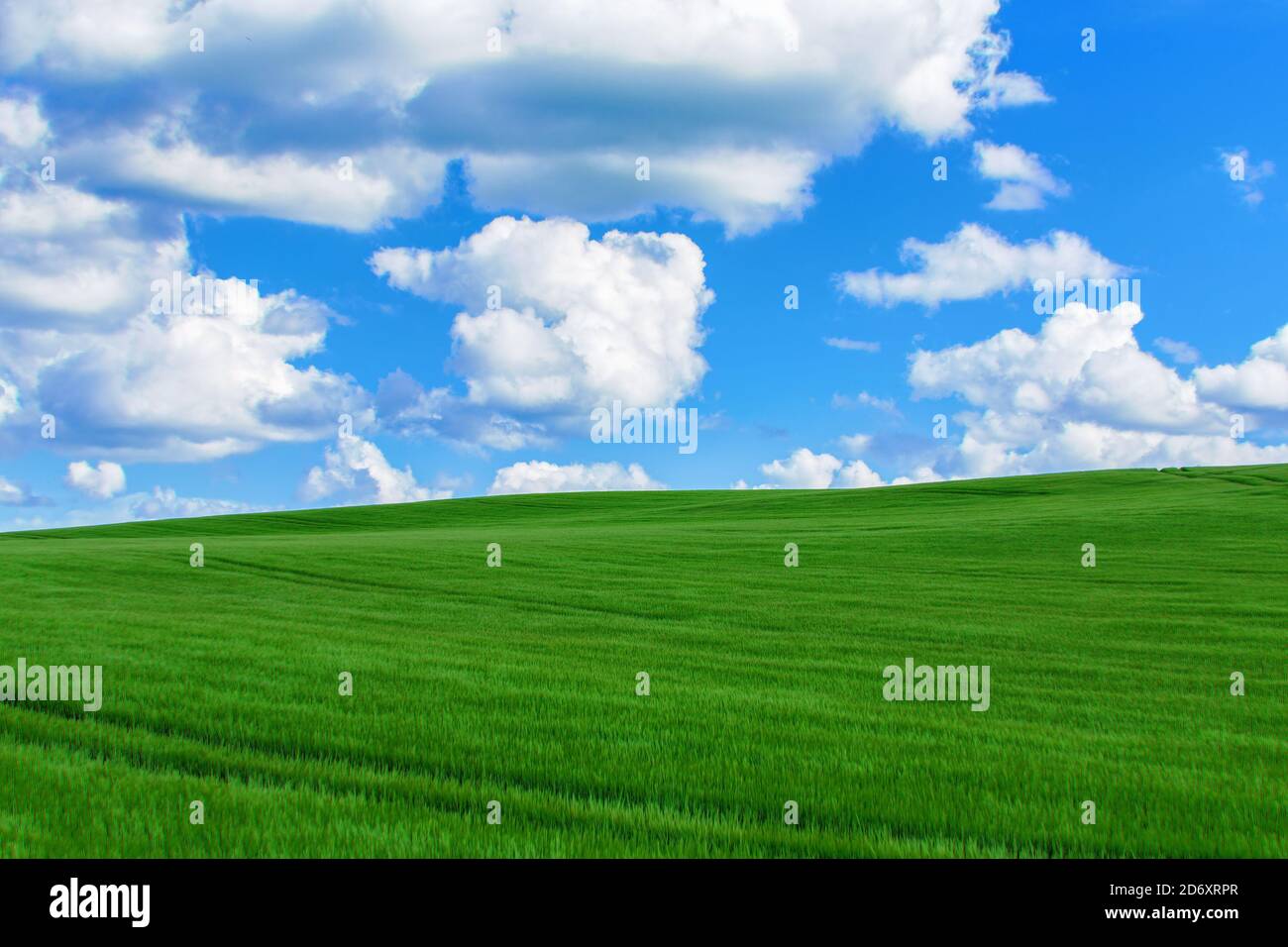 Lush Green Landscape