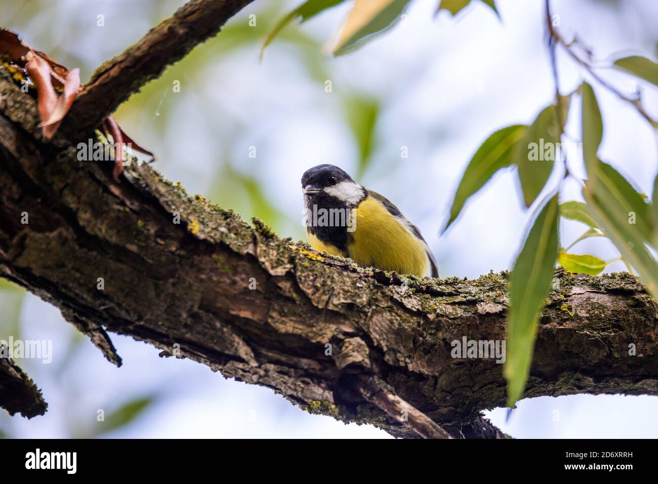 beautiful small bird great tit, Parus major, bird sitting on the tree ...