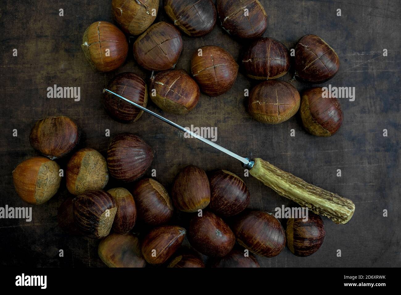 cutting of sweet chestnuts with a deer horn knifeCastanea sativa Stock ...