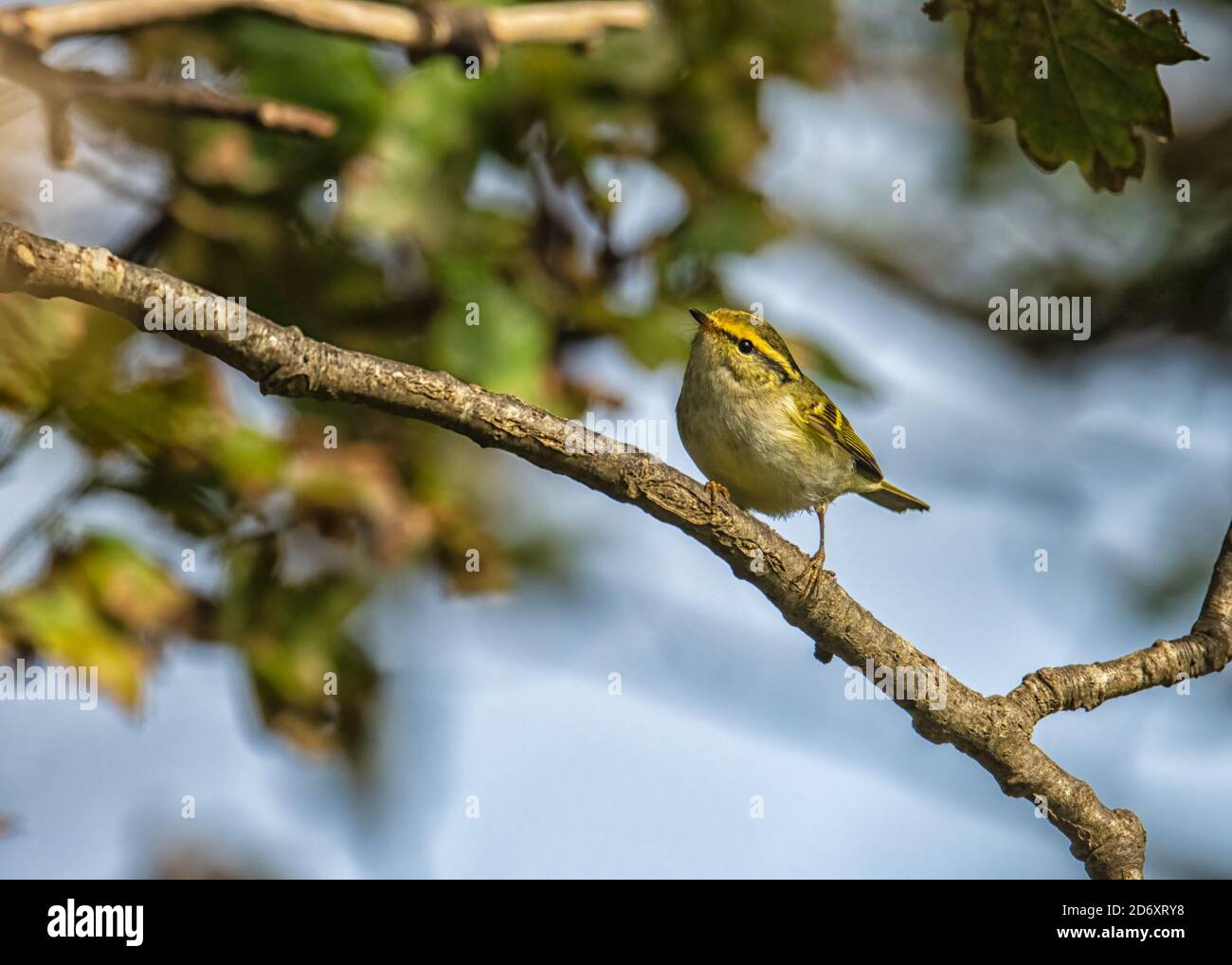 Pallas's leaf warbler Phylloscopus proregulus feeding in the tree ...