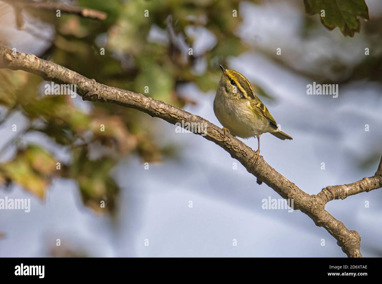 Pallas's leaf warbler Phylloscopus proregulus feeding in the tree ...