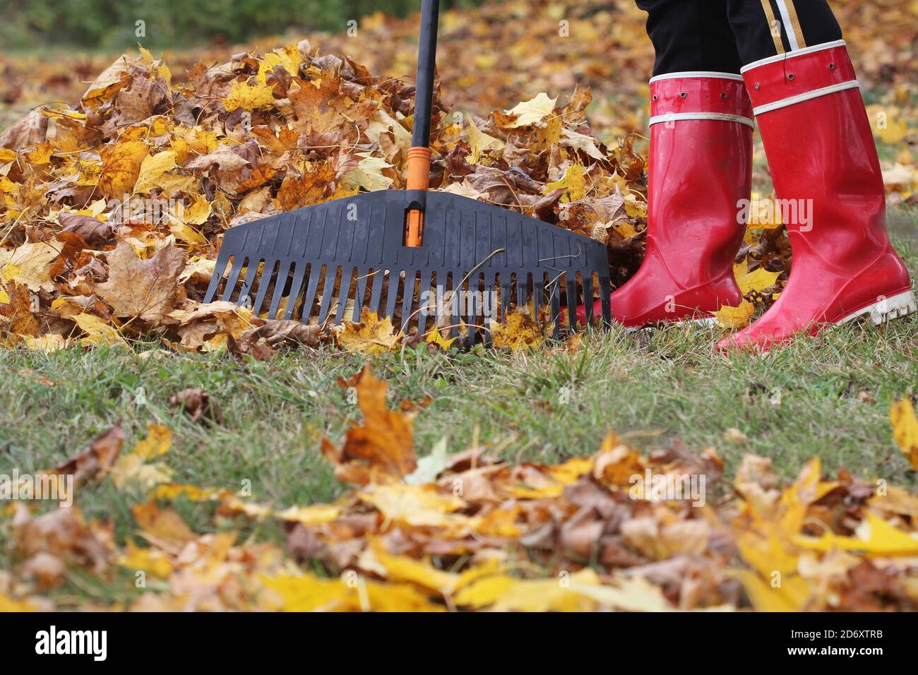 Woman cleaning up fallen leaves with rake, outdoors. Autumn work Stock ...