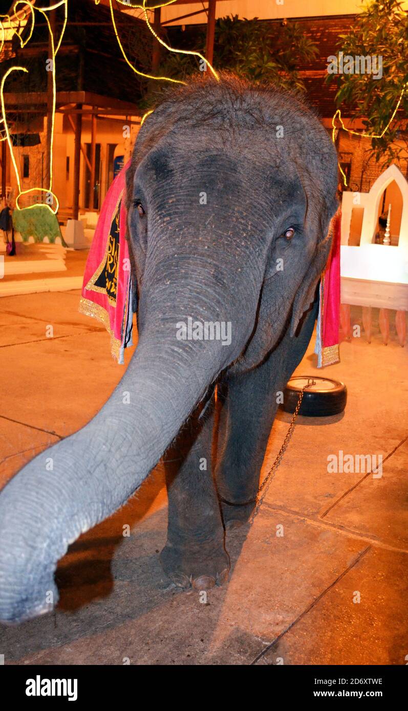 Bangkok, Thailand - Siam Niramit Elephant Stock Photo - Alamy