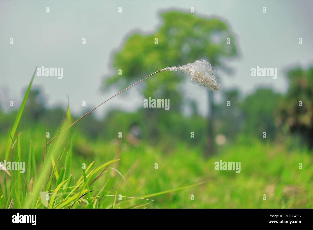 flower of grass is swaying in the wind in summertime, countryside of ...