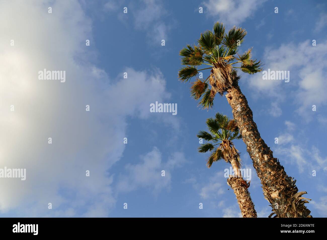 Green Palm Canarian Tree Stock Photo - Alamy