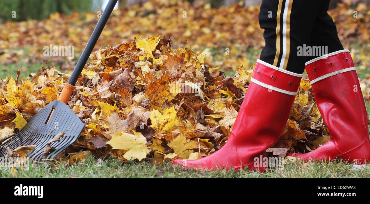 Woman cleaning up fallen leaves with rake, outdoors. Autumn work Stock ...