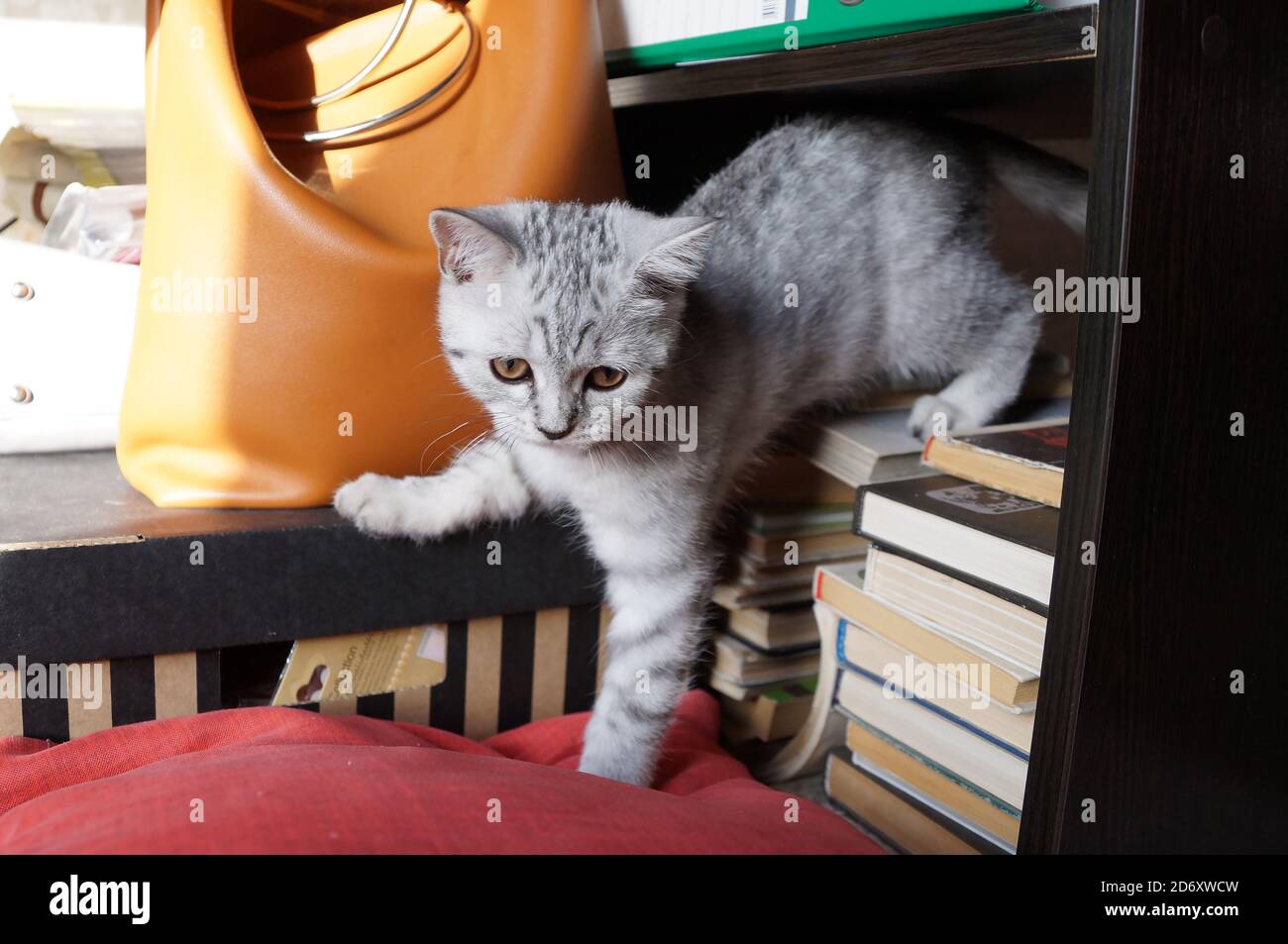 Kitten of the British breed of a gray color at home Stock Photo - Alamy