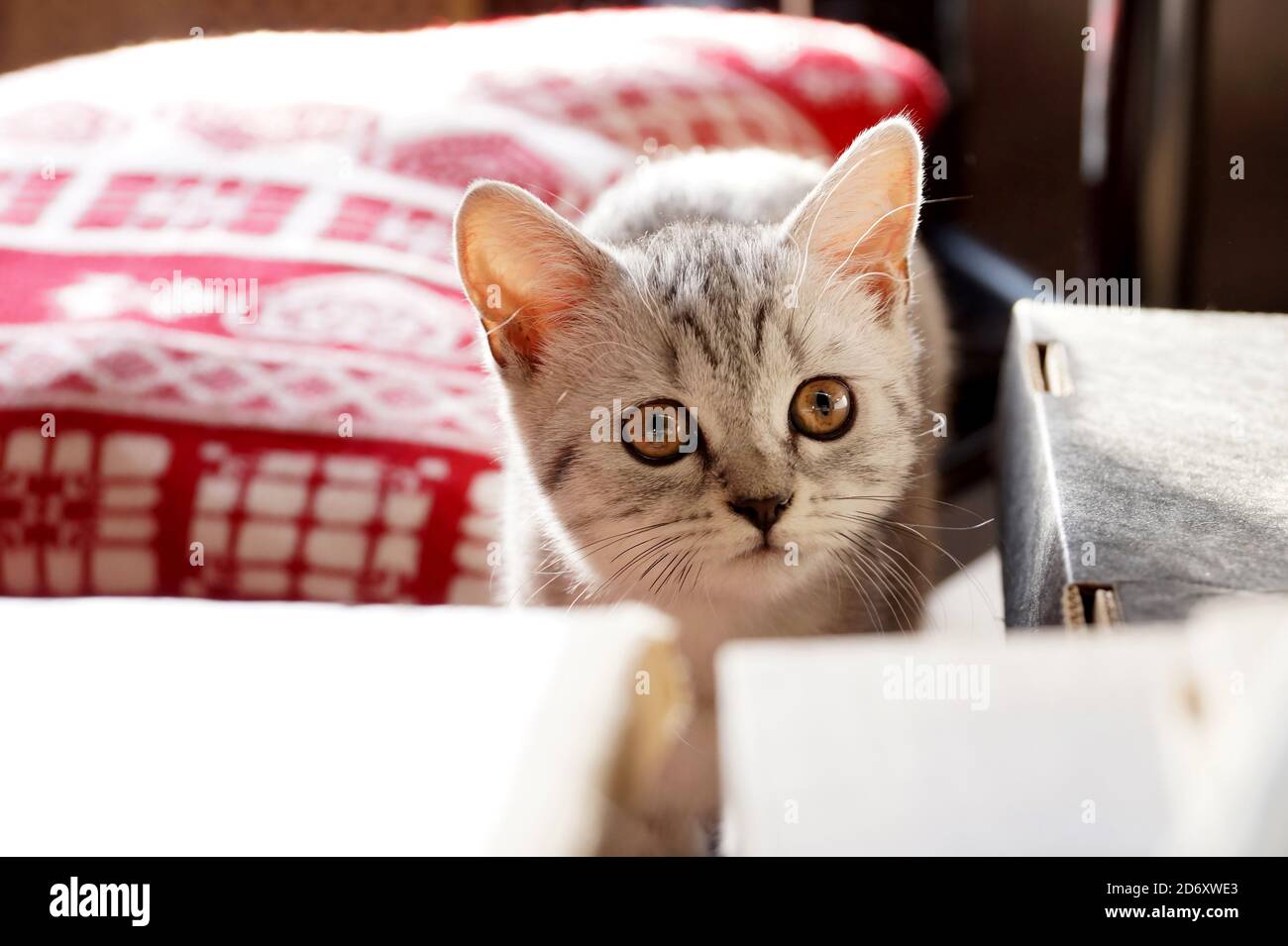Kitten of the British breed of a gray color at home Stock Photo - Alamy