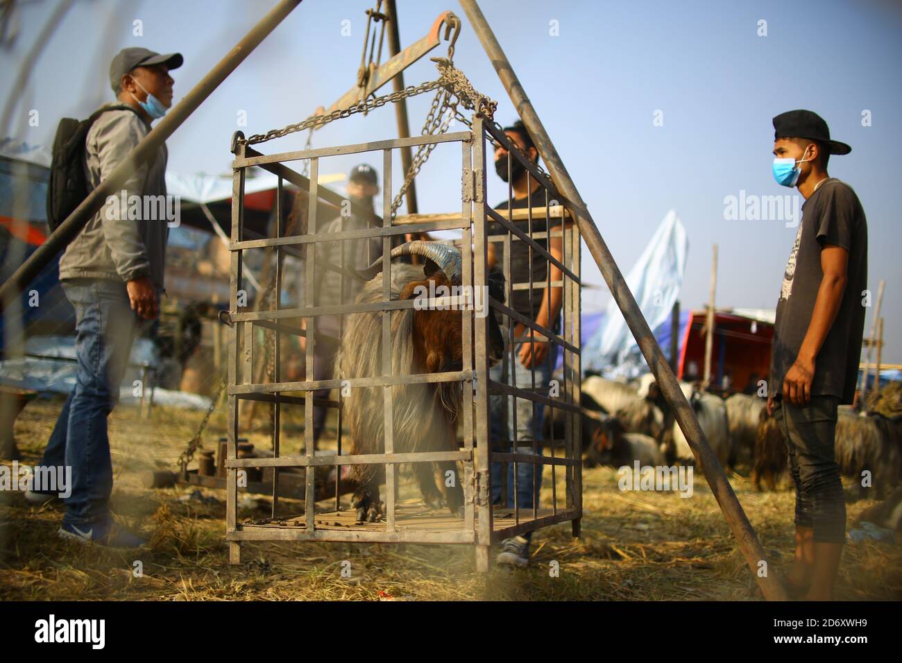 Bhaktapur, Nepal. 20th Oct, 2020. People weigh a goat to be sold for ...