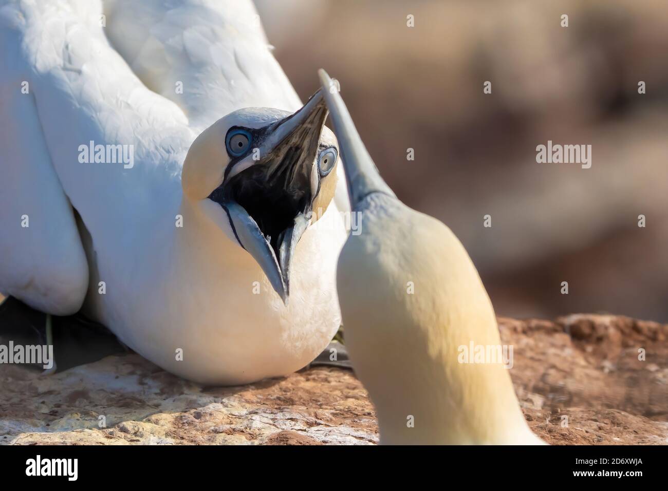 Two gannets fighting hi-res stock photography and images - Alamy