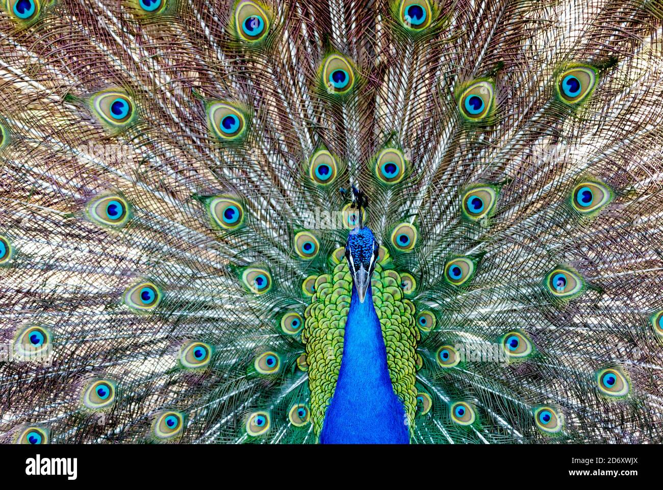 Amazing peacock with bright blue and green colors Stock Photo - Alamy