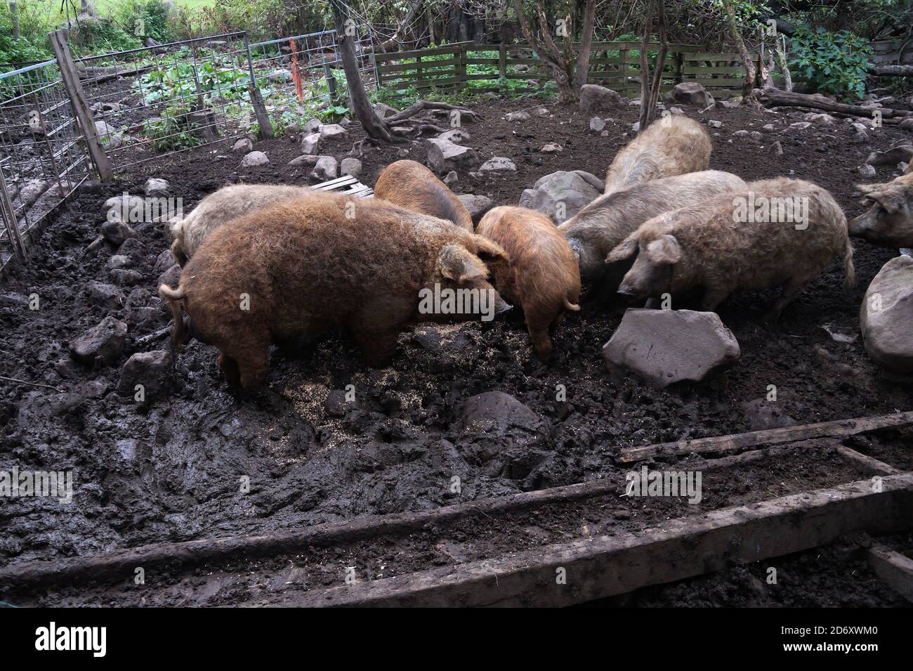 Hungarian breed Mangalica pigs in the pen Stock Photo - Alamy