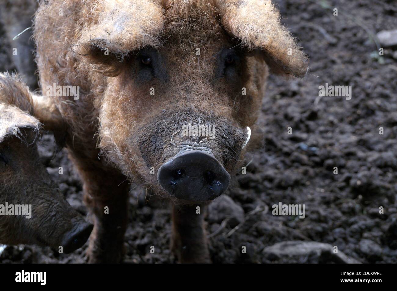 Hungarian pigs hi-res stock photography and images - Alamy