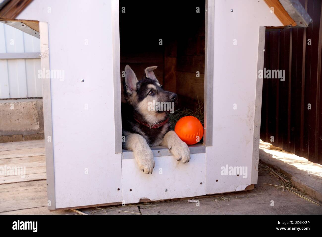 Young puppy of breed East European sheep-dog Stock Photo - Alamy