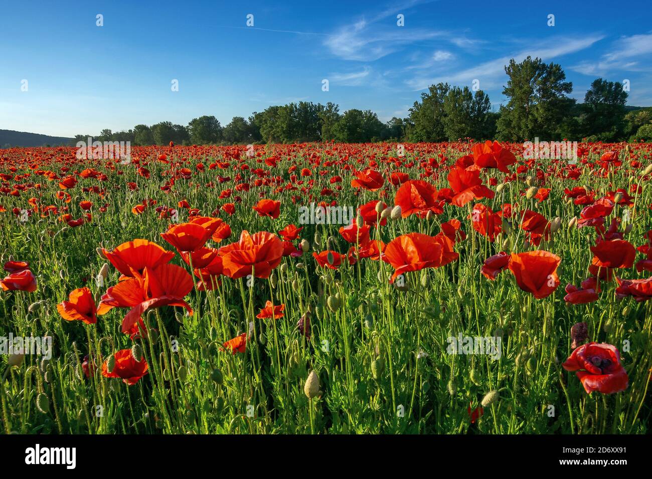 red poppies in the field. wonderful sunny weather. clouds on the sky ...