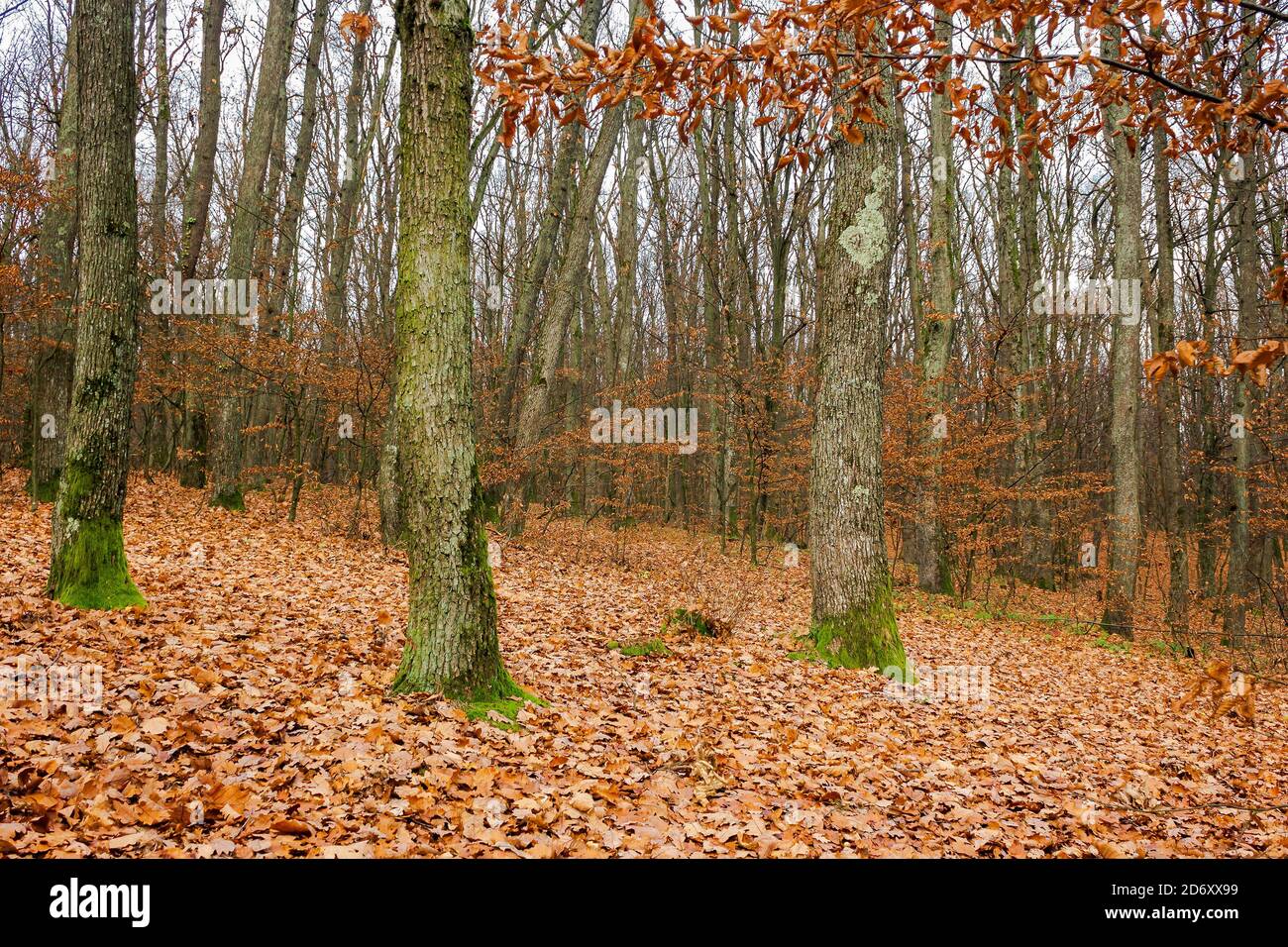 forest and fallen foliage in november. dry leaves on the ground ...