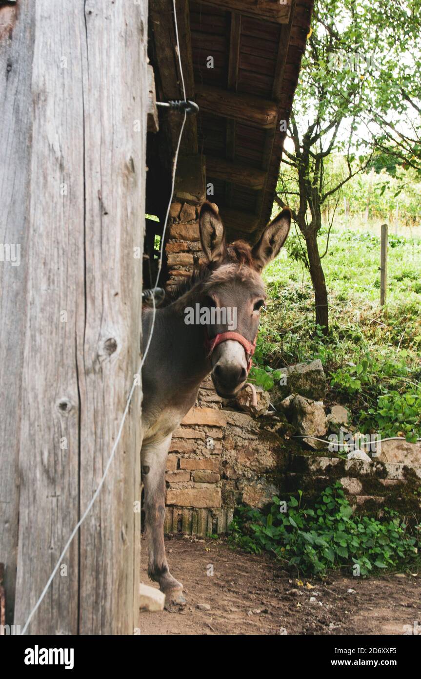 Farm with barn and donkey hi-res stock photography and images - Alamy