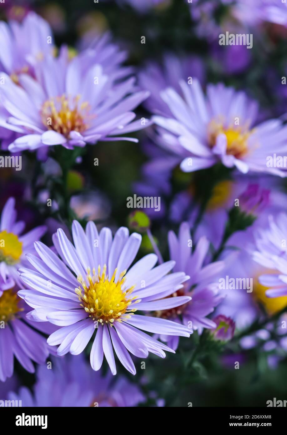 Beautiful blue flowers Sapphire Mist Aster in autumn garden Stock Photo ...