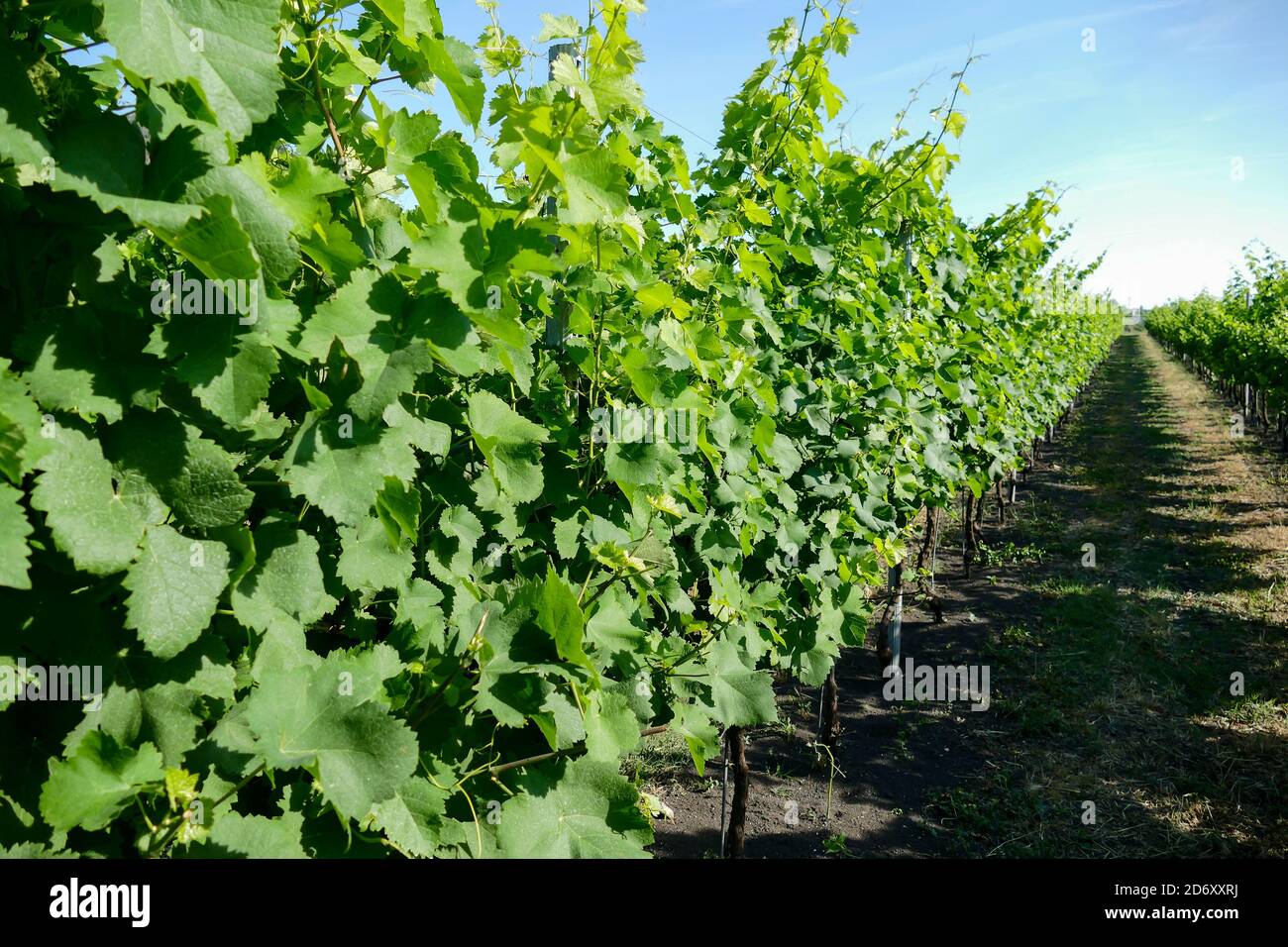 Vineyard Ready to Produce Wine Stock Photo - Alamy