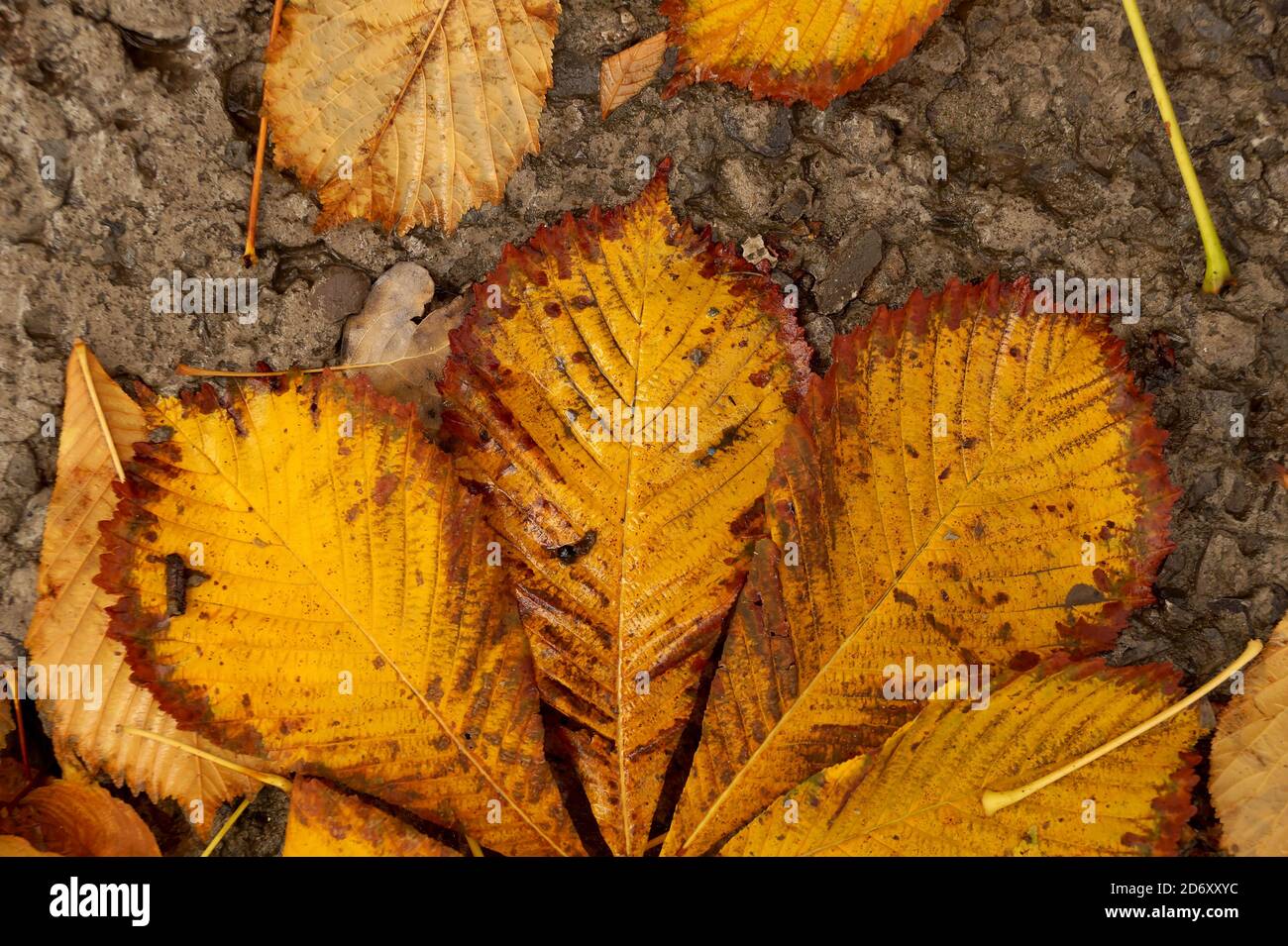 Autumn leaf of a chestnut tree falling to the ground Stock Photo - Alamy