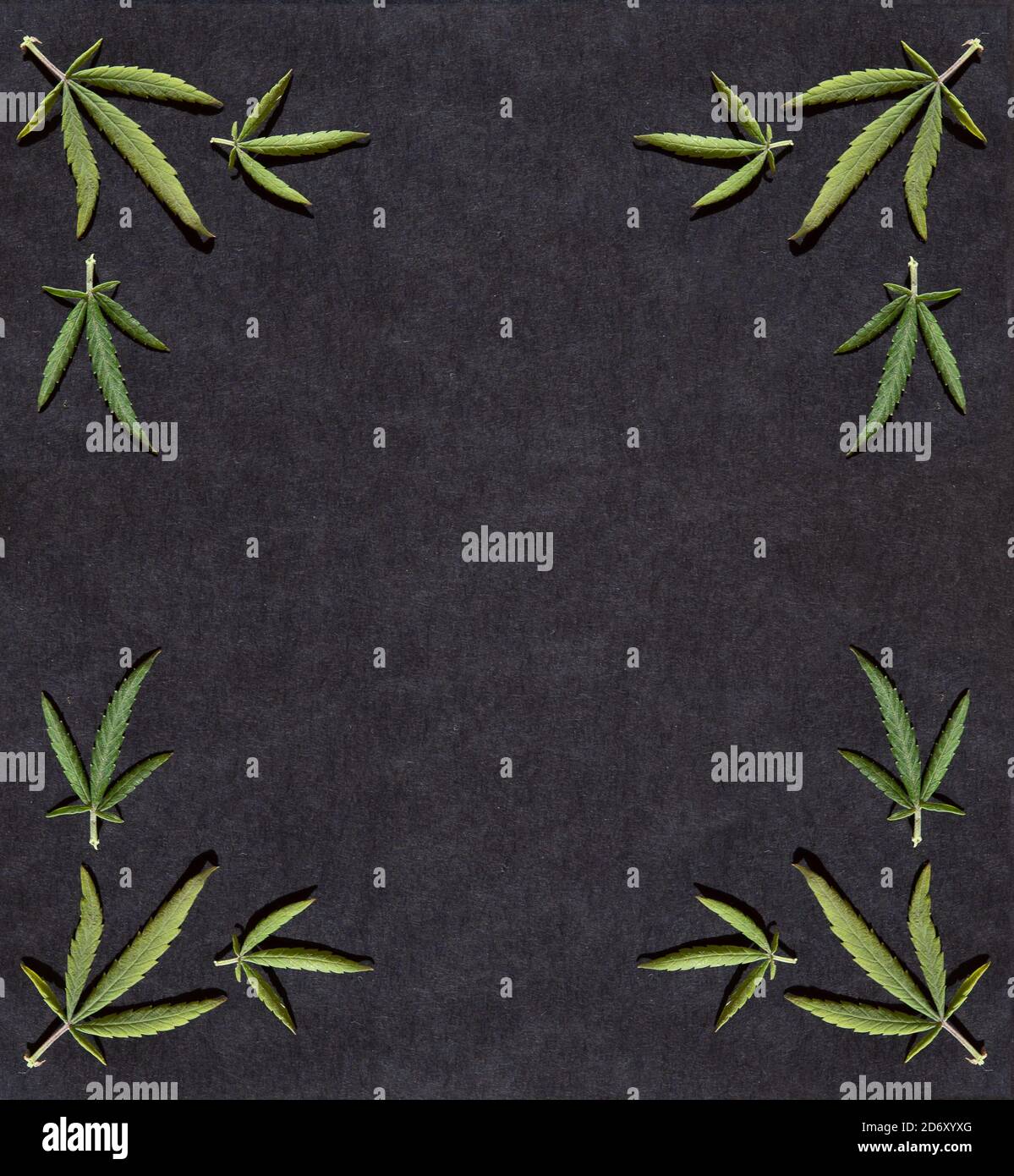 Pattern frame of different leaves of marijuana and hemp on a black ...