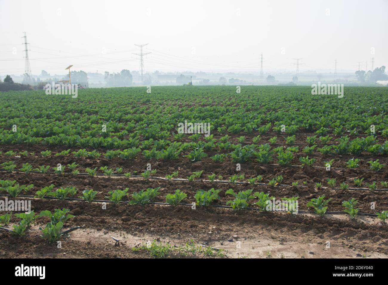 A Cauliflower field. Avigdor, Israel Stock Photo - Alamy