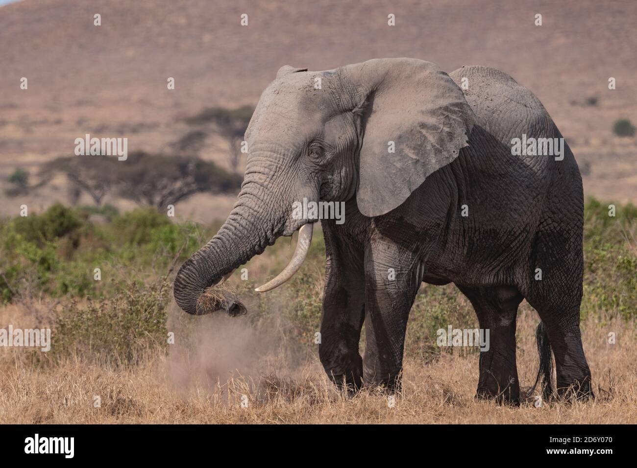 Loxodnota africana hi-res stock photography and images - Alamy