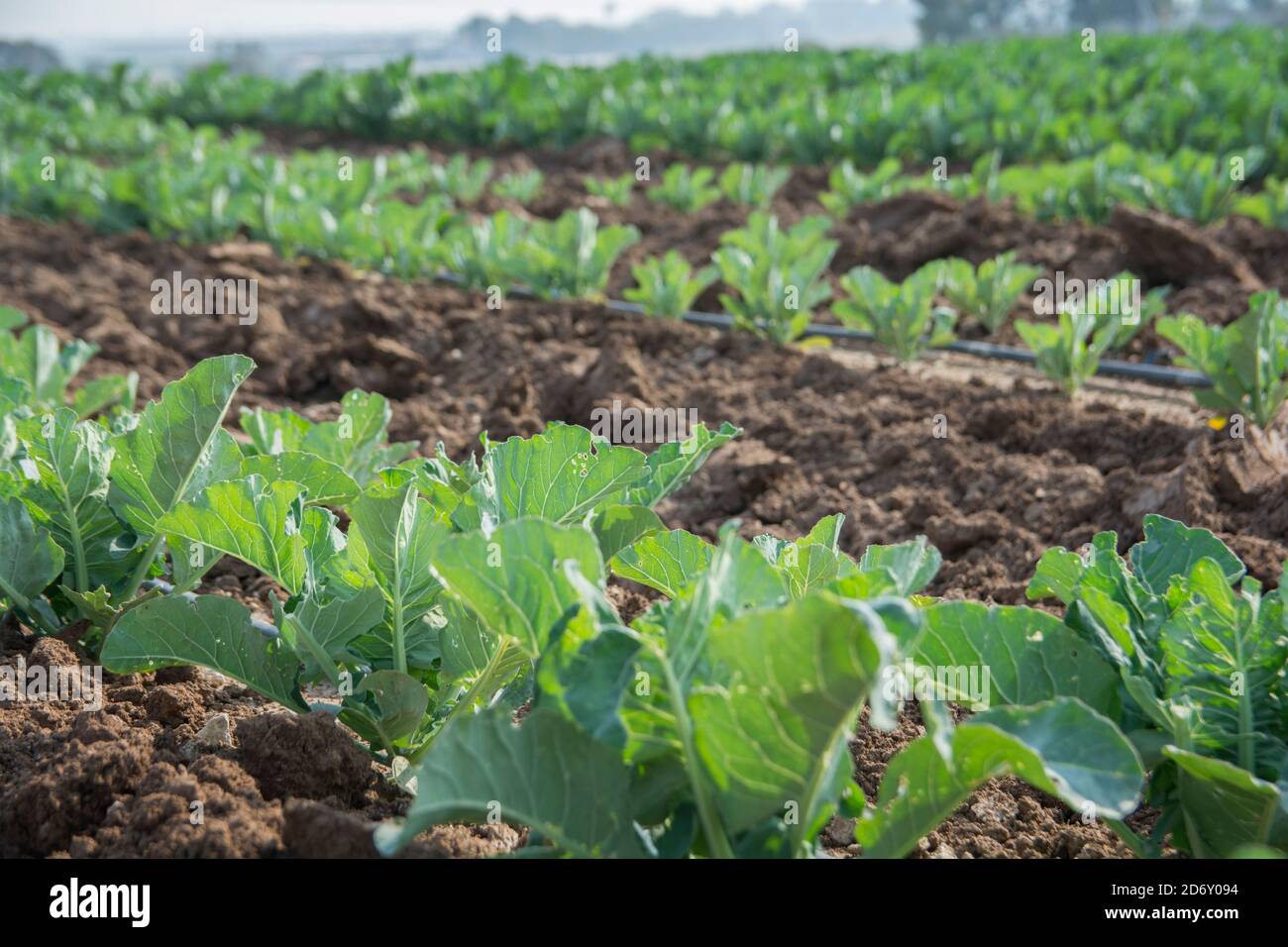 A Cauliflower field. Avigdor, Israel Stock Photo - Alamy