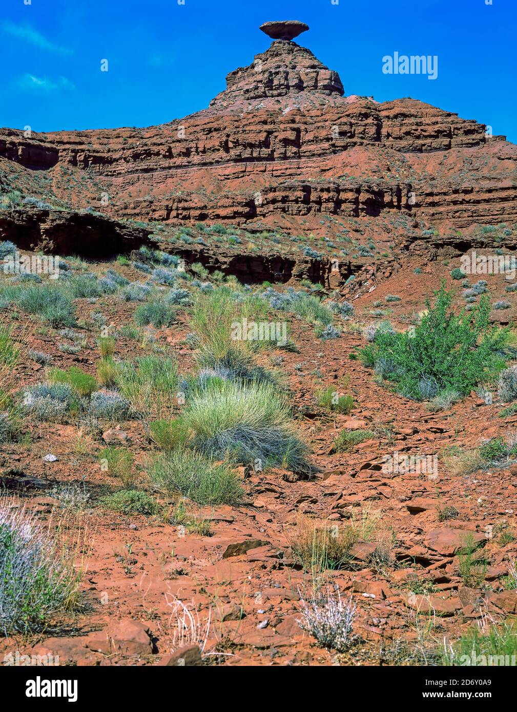Mexican hat flowers hi-res stock photography and images - Alamy