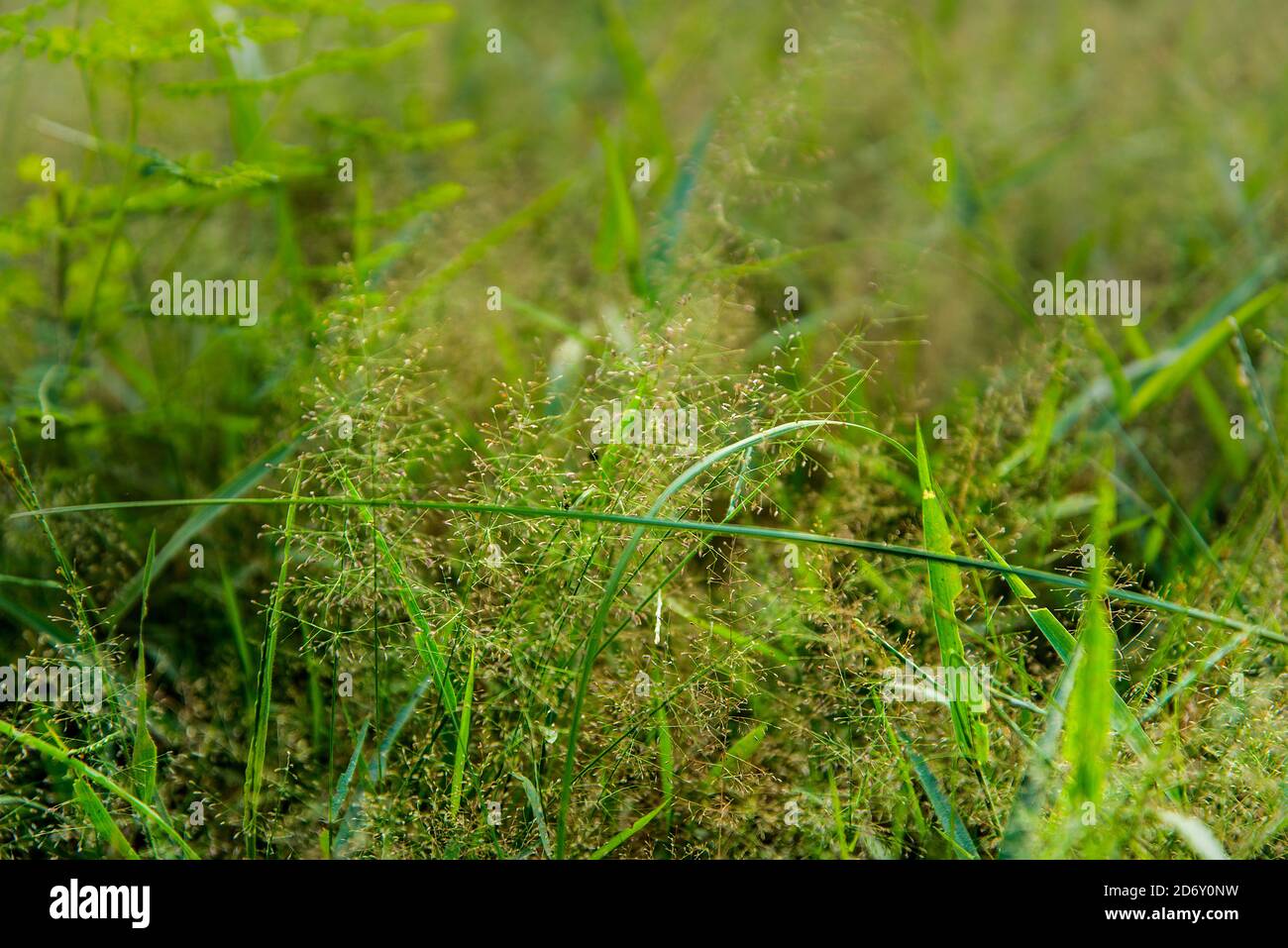 Kashphool High Resolution Stock Photography and Images - Alamy