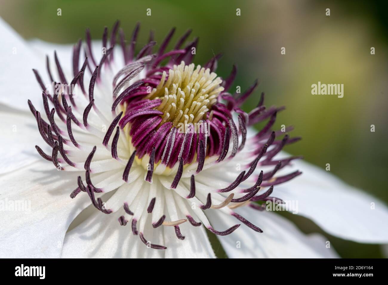 Close up of a flowering clematis flower in bloom Stock Photo - Alamy