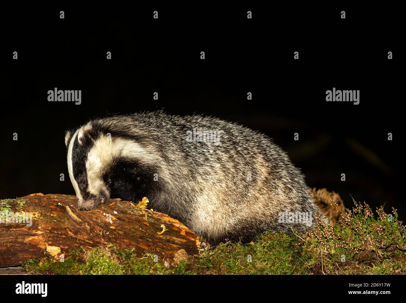 Badger (Scientific name: Meles Meles) Wild, native, European badger ...