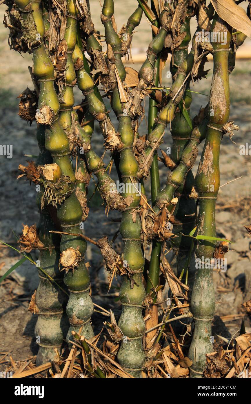 The Bamboo in Gopalgonj,Bangladesh Stock Photo - Alamy