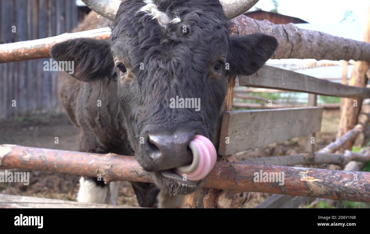 Bull chew hi-res stock photography and images - Alamy