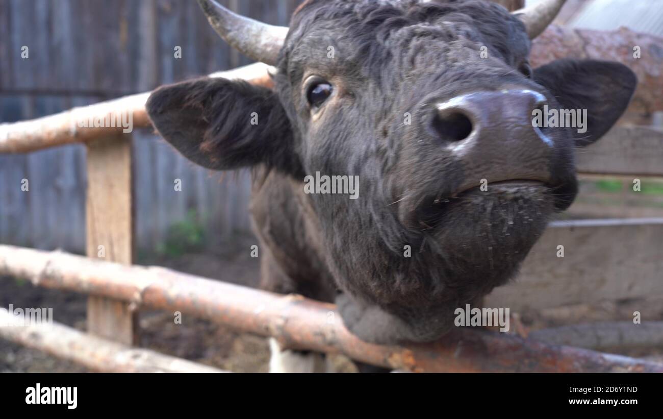 Cow snoot hi-res stock photography and images - Alamy