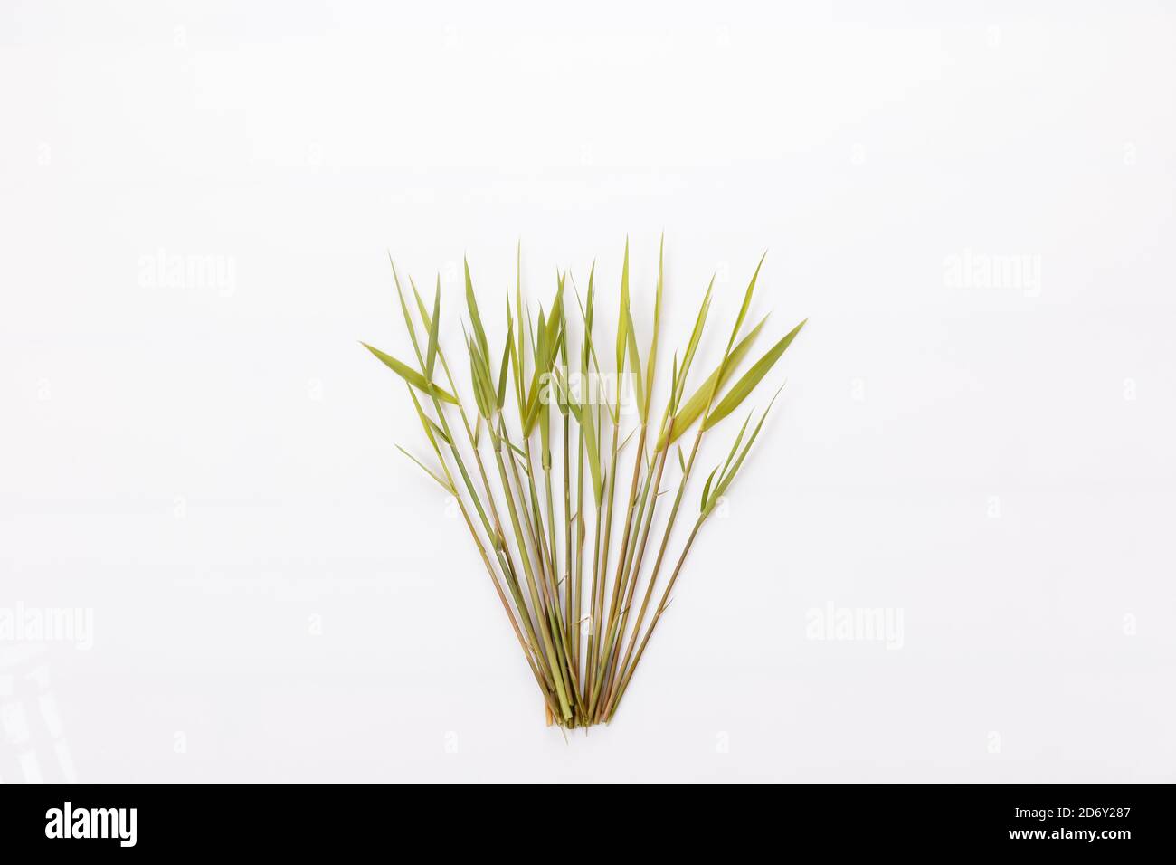 Cane panicle hi-res stock photography and images - Alamy
