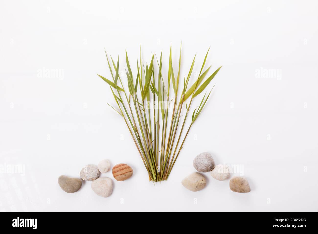 Cane panicle hi-res stock photography and images - Alamy