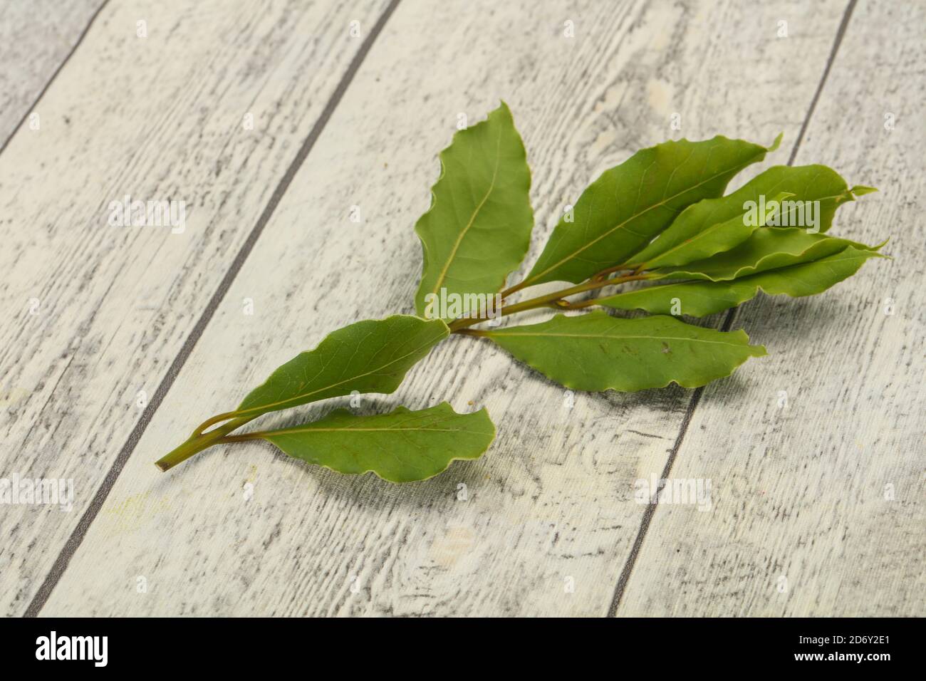 Green laurel leaves on the branch - for cooking Stock Photo - Alamy