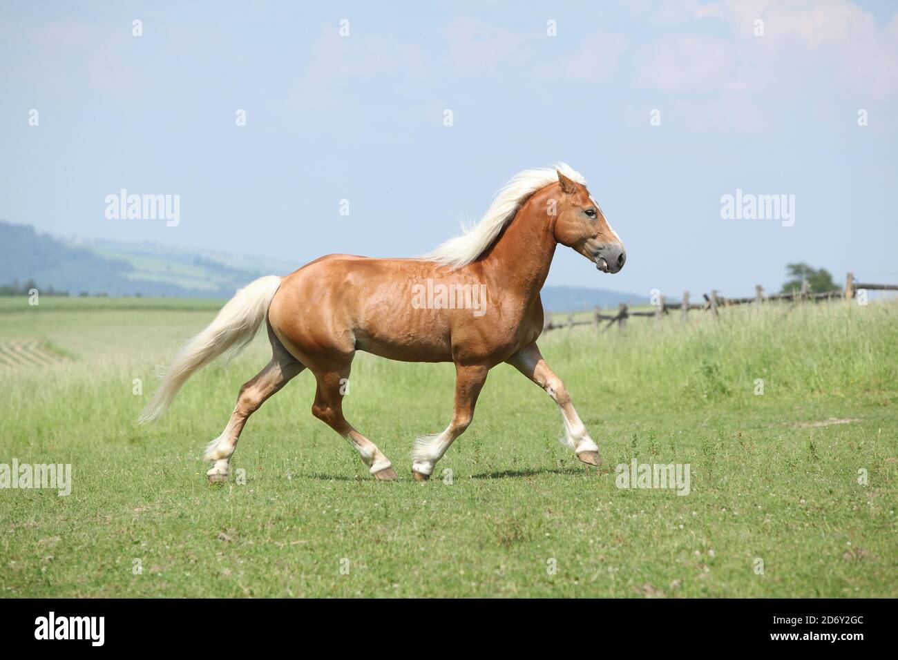 Amazing haflinger running on pasturage in summer Stock Photo - Alamy