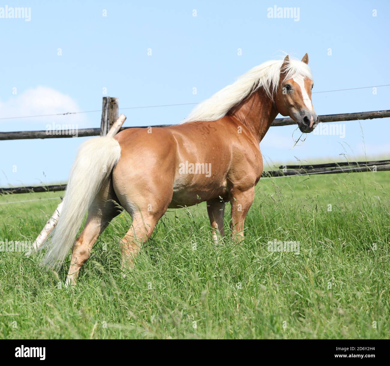 Nice haflinger stallion alone on pasturage in summer Stock Photo - Alamy
