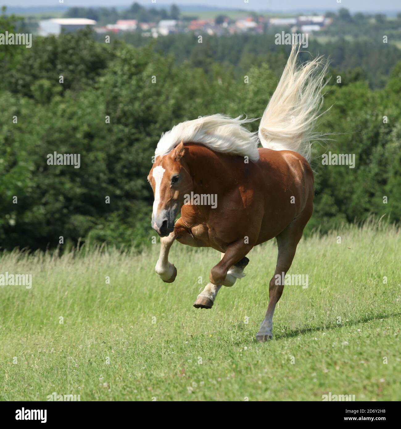 Haflinger Horse Jumping High Resolution Stock Photography and Images ...