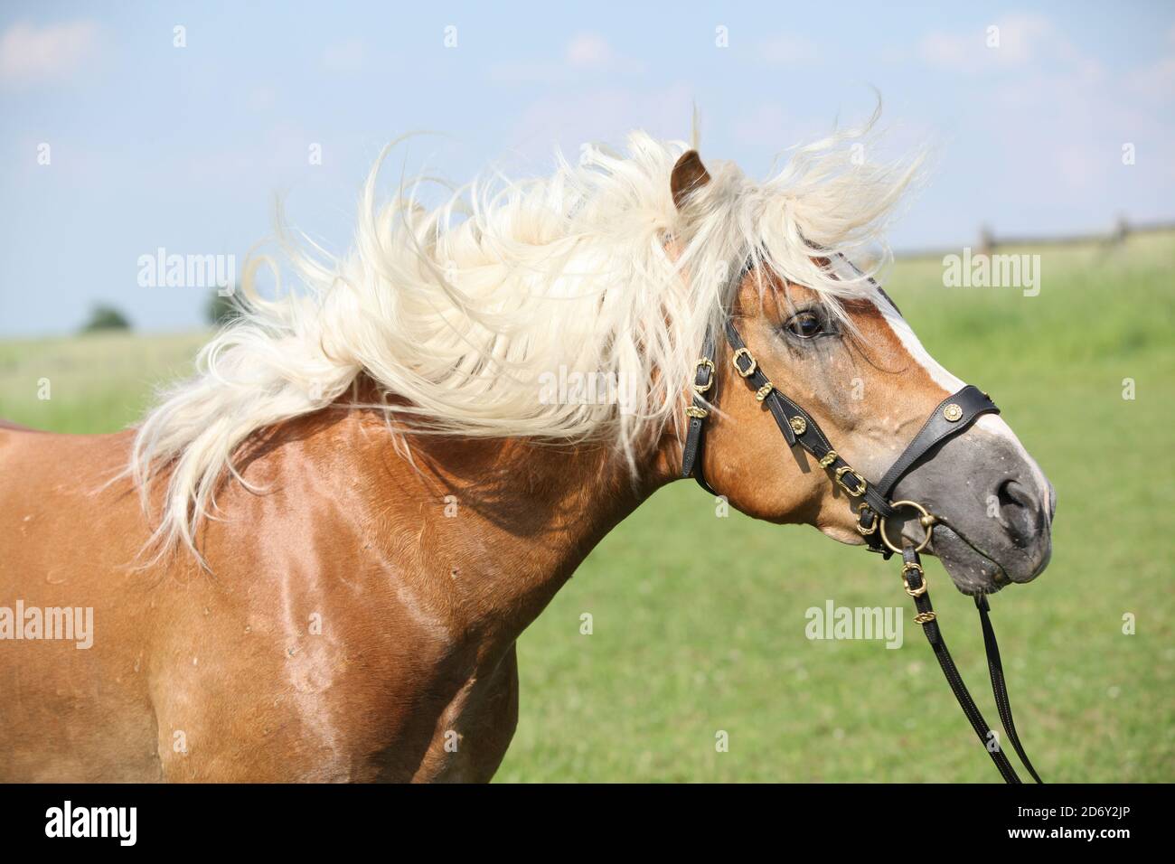 Potrait of beautiful haflinger stallion with nice bridle Stock Photo ...